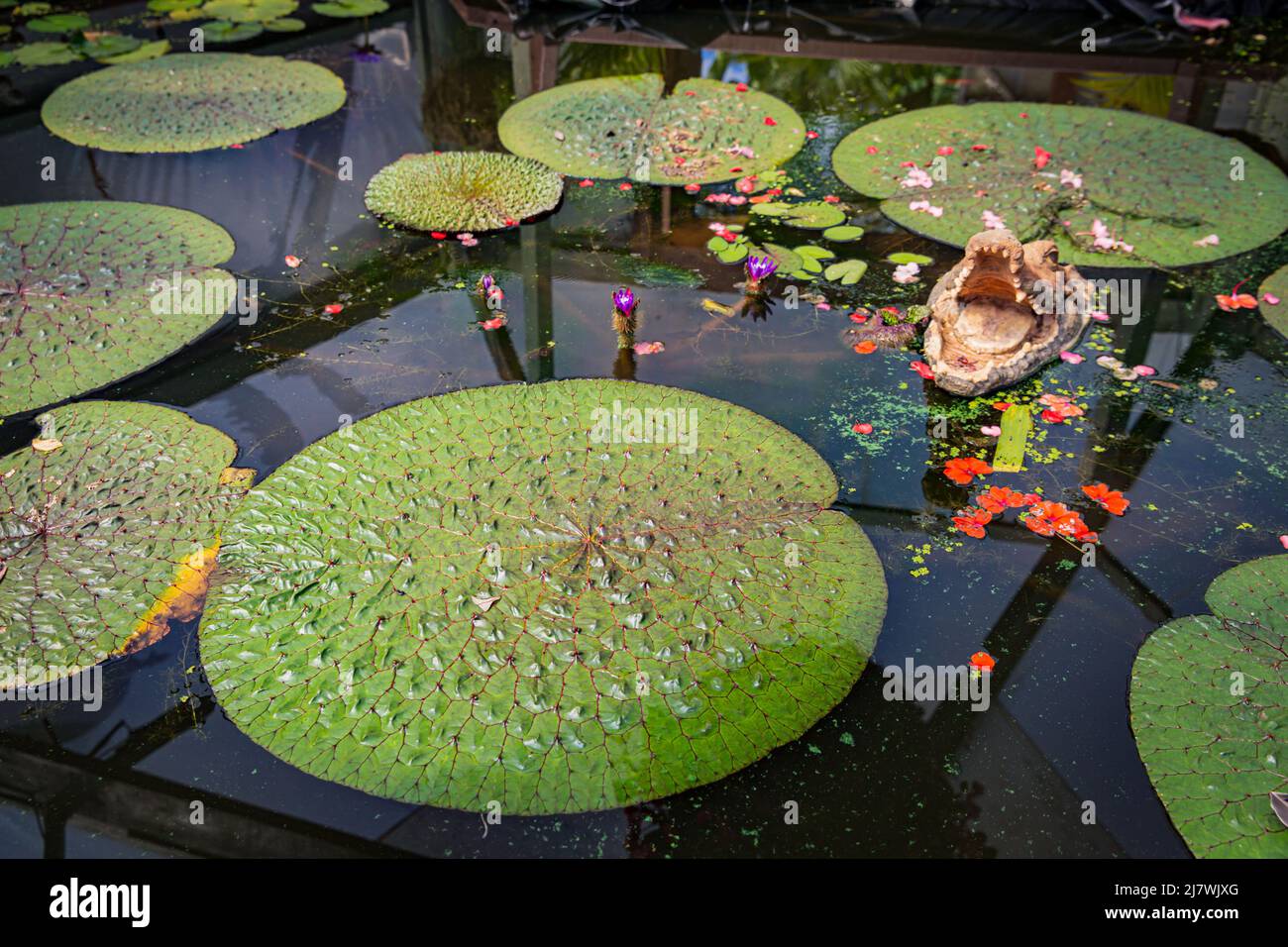 Giant Lotus Flower High Resolution Stock Photography and Images - Alamy