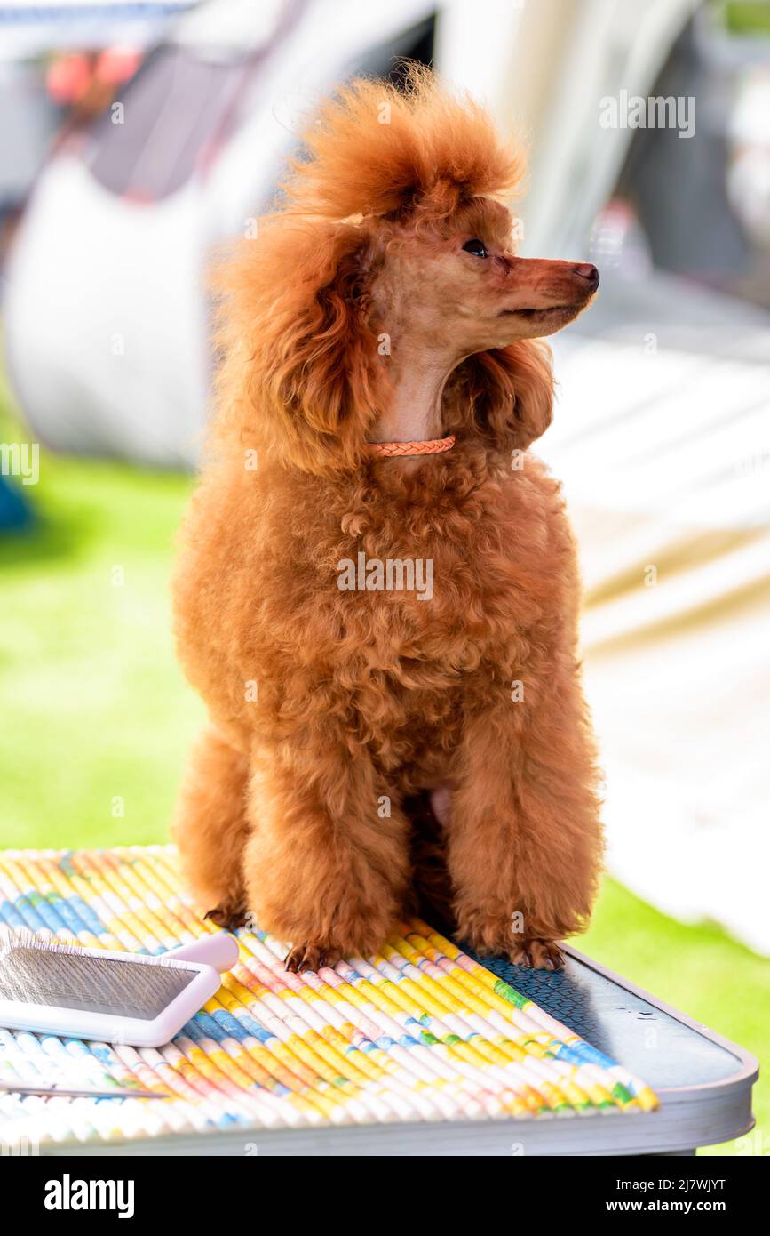 Beautiful Miniature Poodle puppy posing outside in the show Stock Photo ...