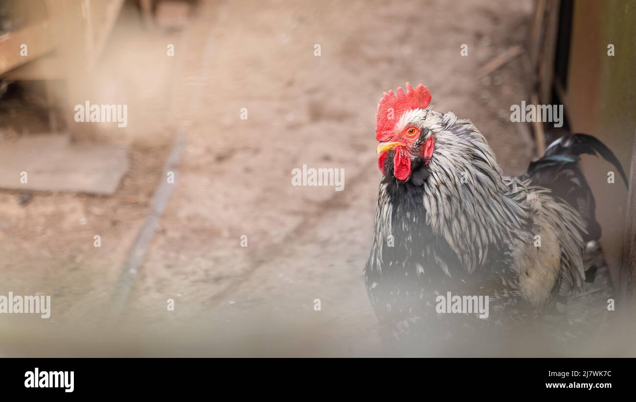 A beautiful rooster looks close up into the frame Stock Photo - Alamy