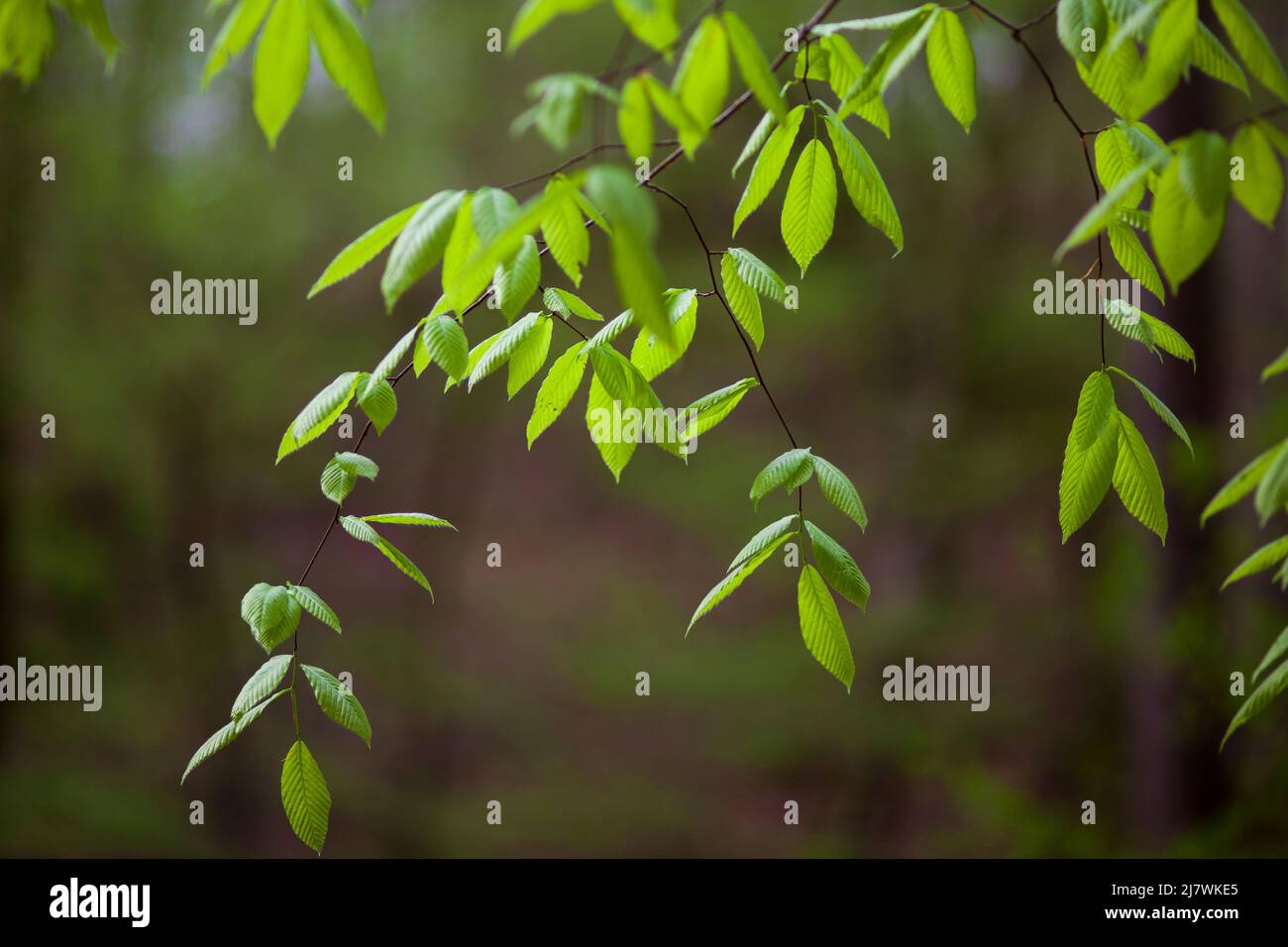 Bright Green leaves hanging from a tree Stock Photo - Alamy
