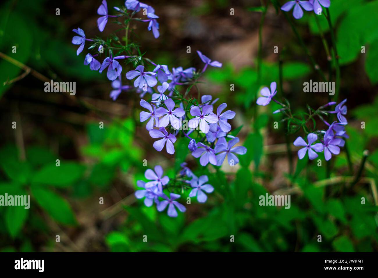 Blue Moon (Wild Blue Phlox), Woodland Phlox, Sweet William’ Blue Moon ...