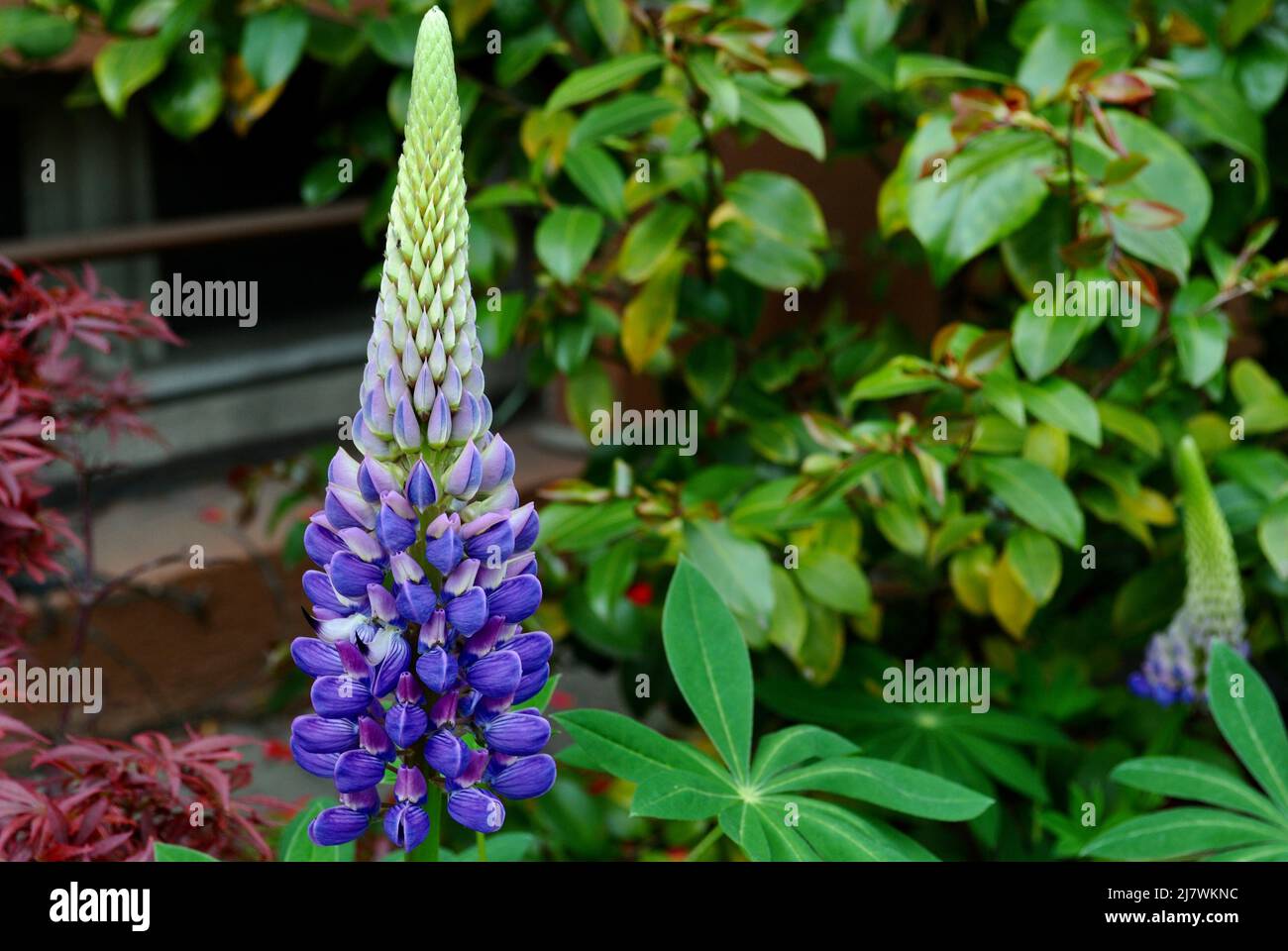 Nikon coolpix d950 hi-res stock photography and images - Alamy