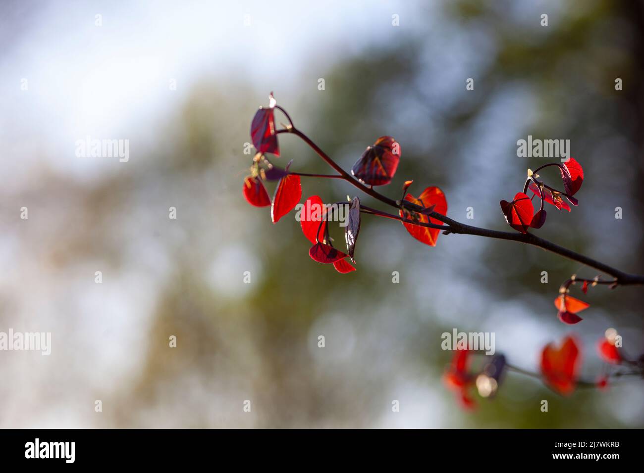 Back lit Forest Pansy Redbud, cercis canadensis, maturing to maroon ...
