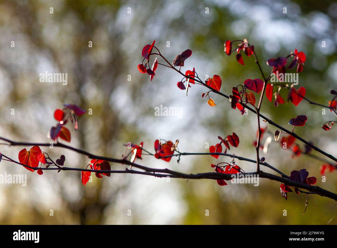 Back lit Forest Pansy Redbud, cercis canadensis, maturing to maroon ...