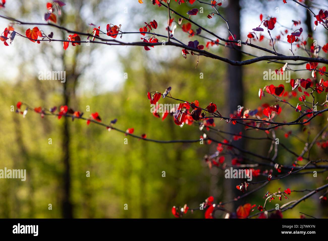 Back lit Forest Pansy Redbud, cercis canadensis, maturing to maroon ...