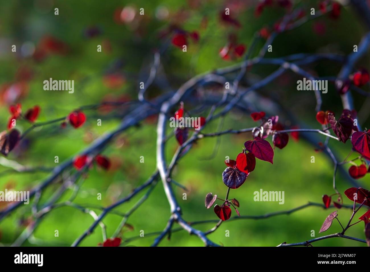 Back lit Forest Pansy Redbud, cercis canadensis, maturing to maroon ...