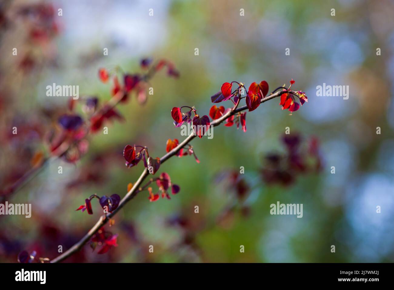 Back lit Forest Pansy Redbud, cercis canadensis, maturing to maroon ...