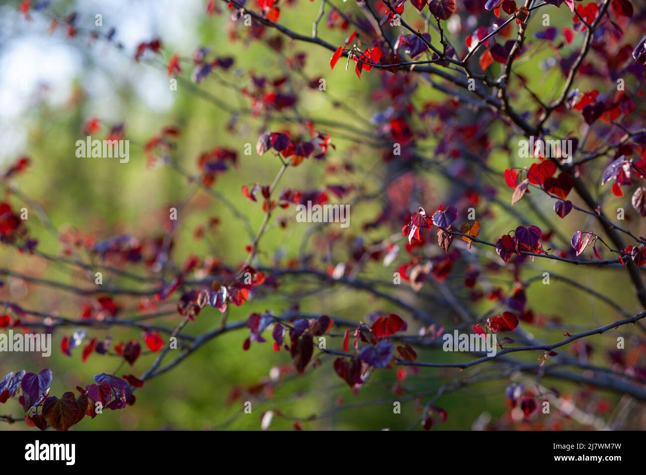Back lit Forest Pansy Redbud, cercis canadensis, maturing to maroon ...