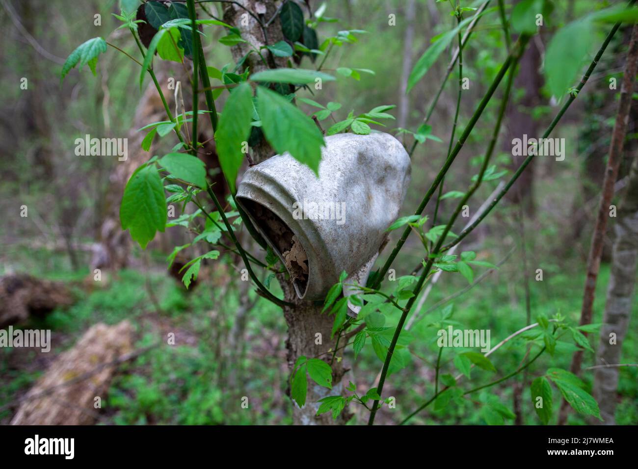 Old water pitcher left rusting away in a tree Stock Photo - Alamy