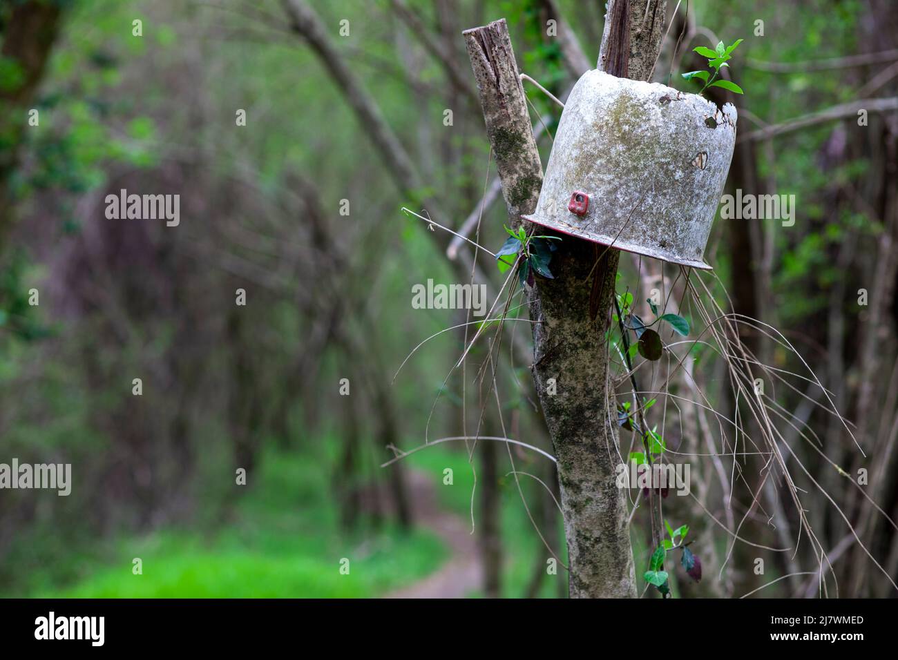 Old rusty pot left hanging in a tree Stock Photo - Alamy