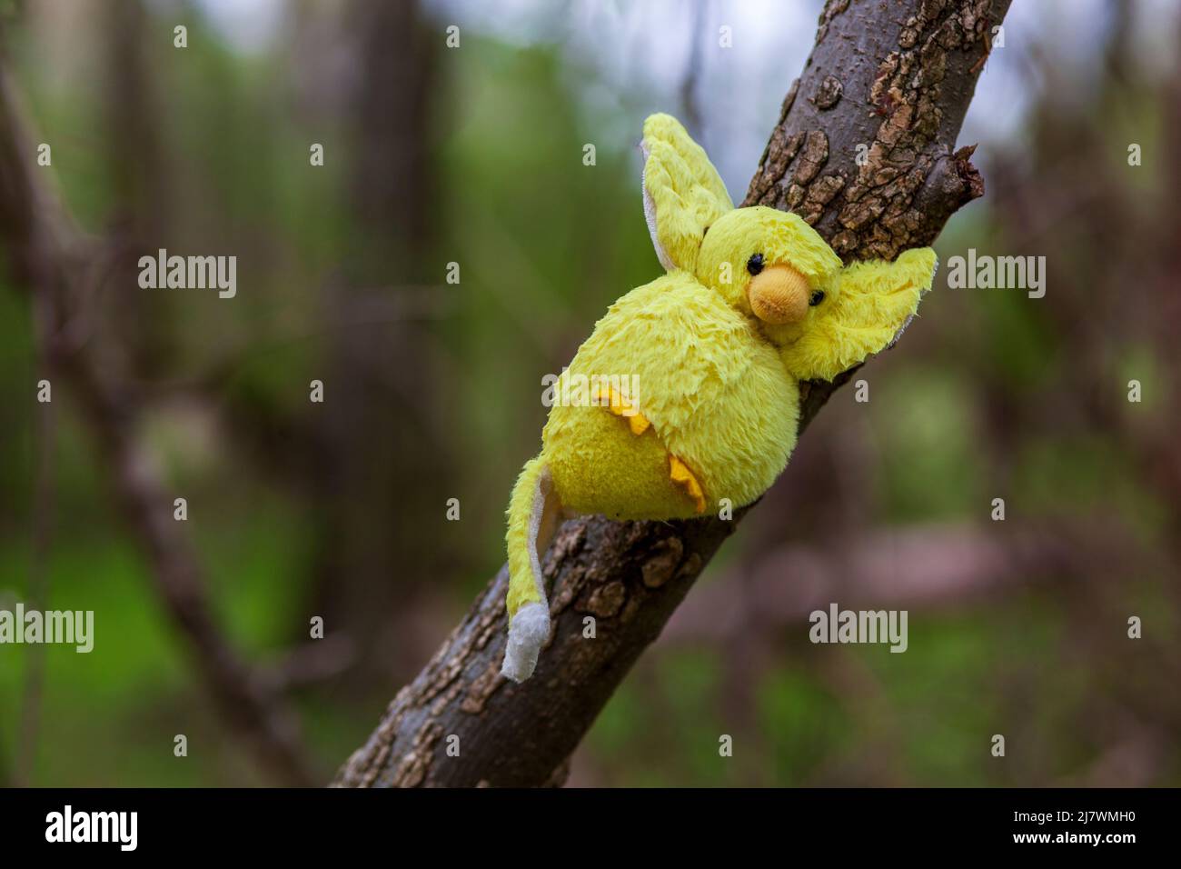 Dirty Stuffed yellow bird left in the forest to decay Stock Photo - Alamy
