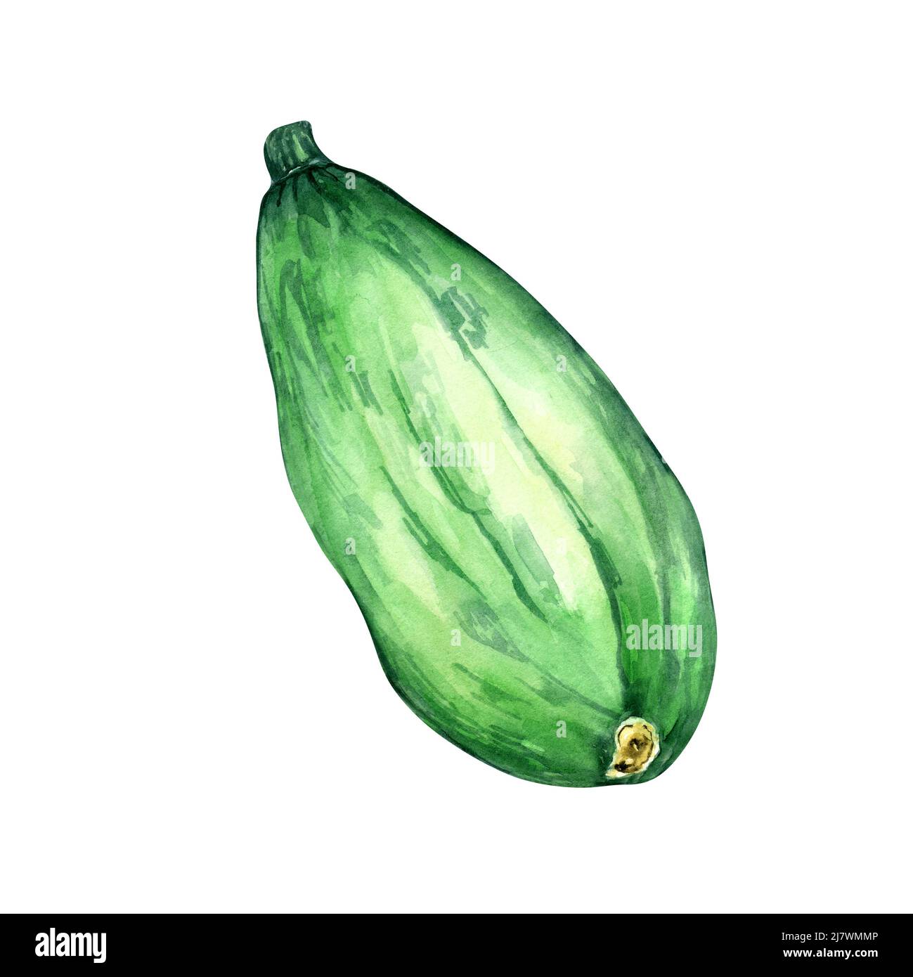 Green squash watercolor illustration on white. Green vegetable, whole ...
