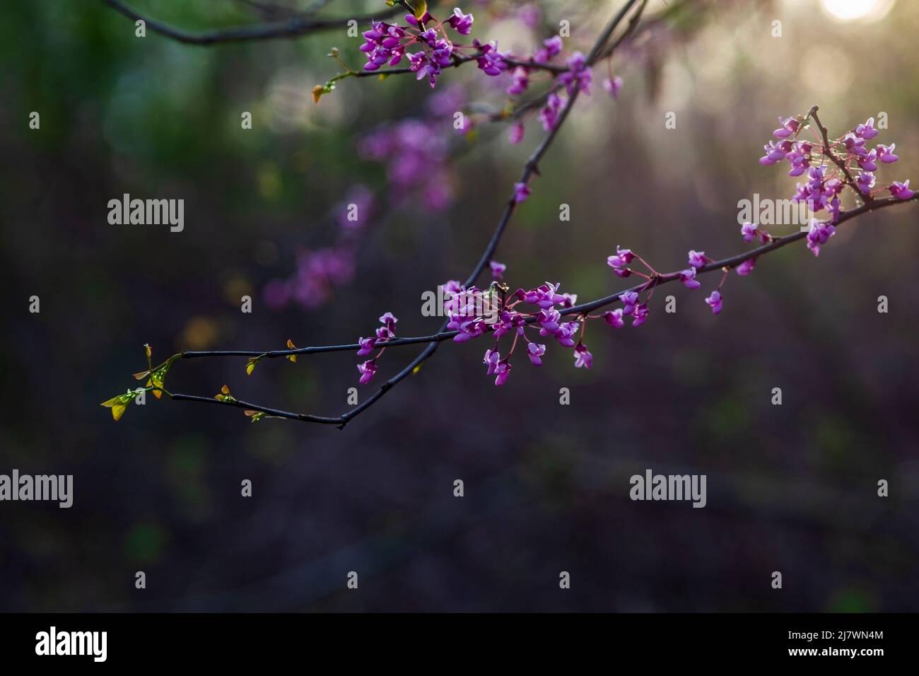 Back lit Forest Pansy Redbud, cercis canadensis, maturing to maroon ...