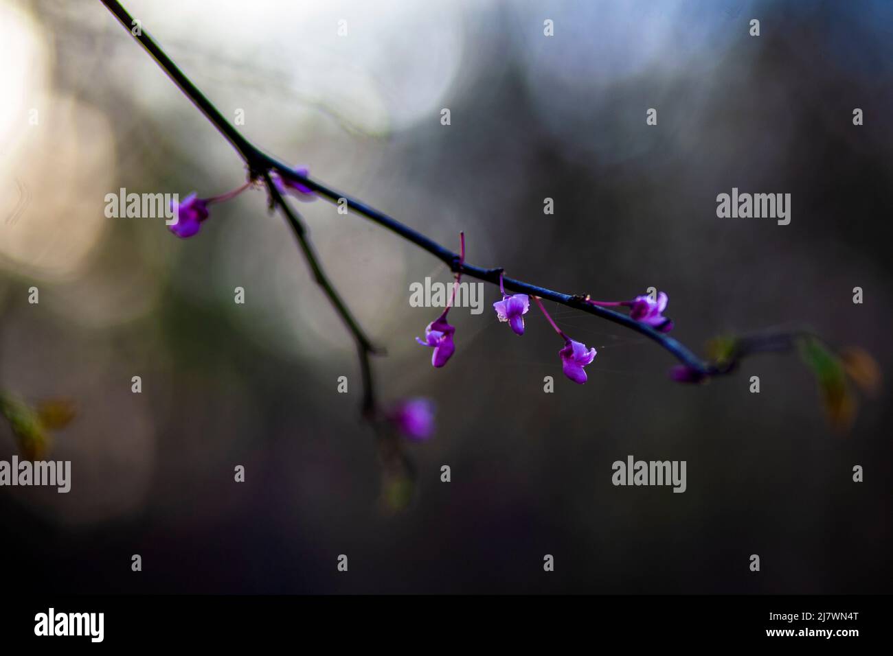 Back lit Forest Pansy Redbud, cercis canadensis, maturing to maroon ...