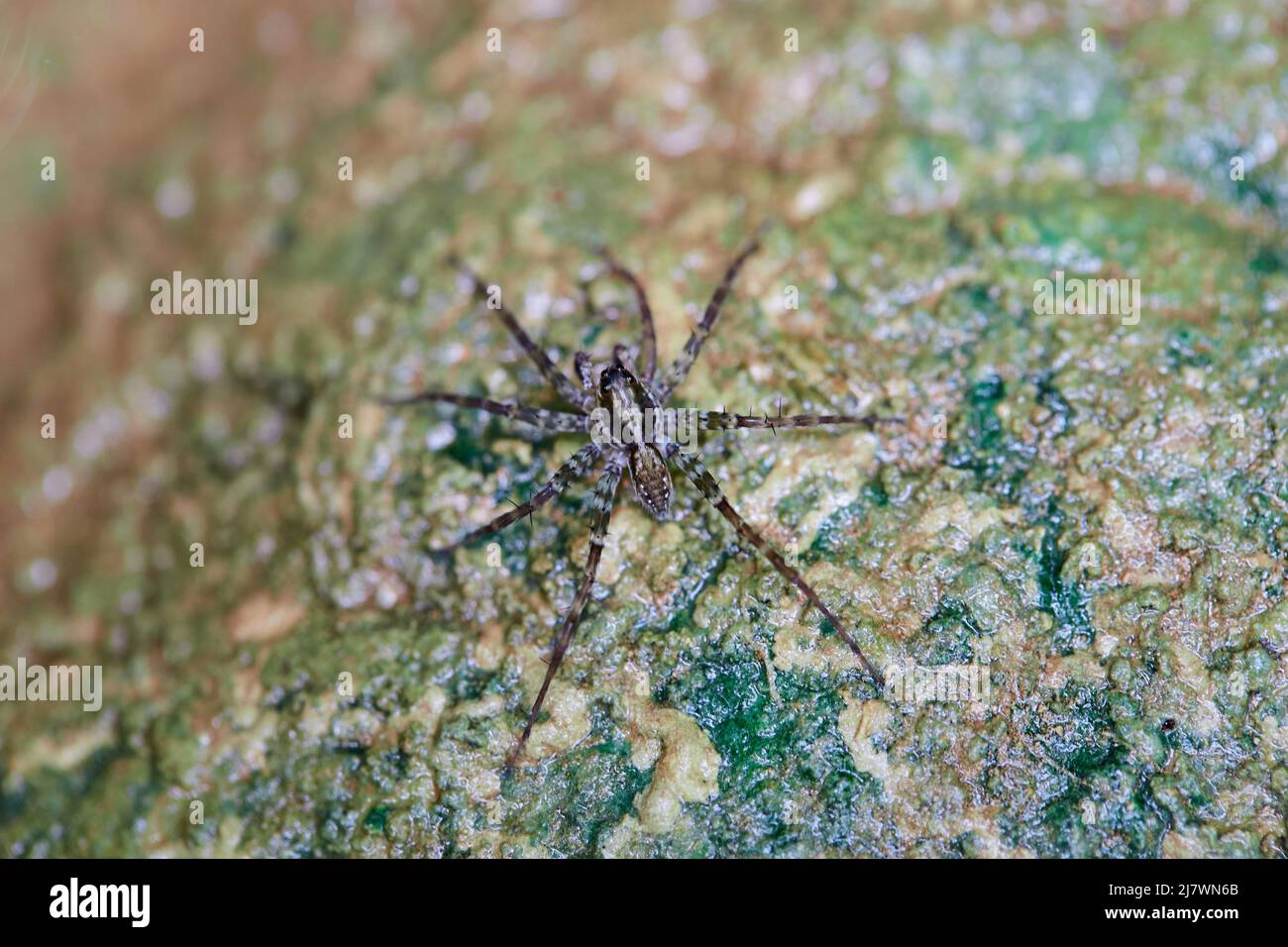 Spider on the ground Stock Photo - Alamy