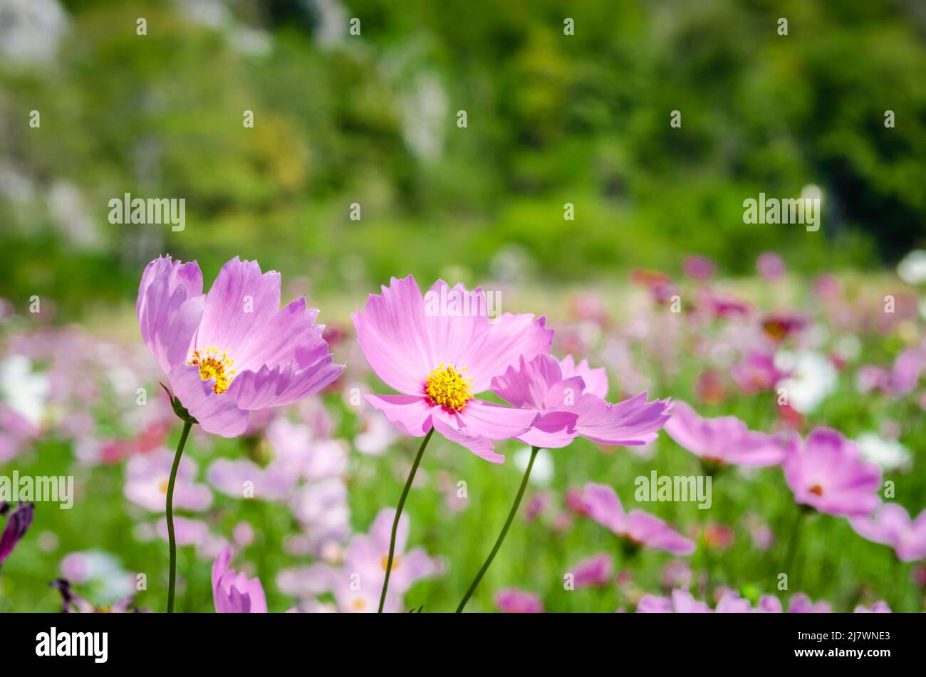 Purple cosmos sunrise sky hi-res stock photography and images - Alamy