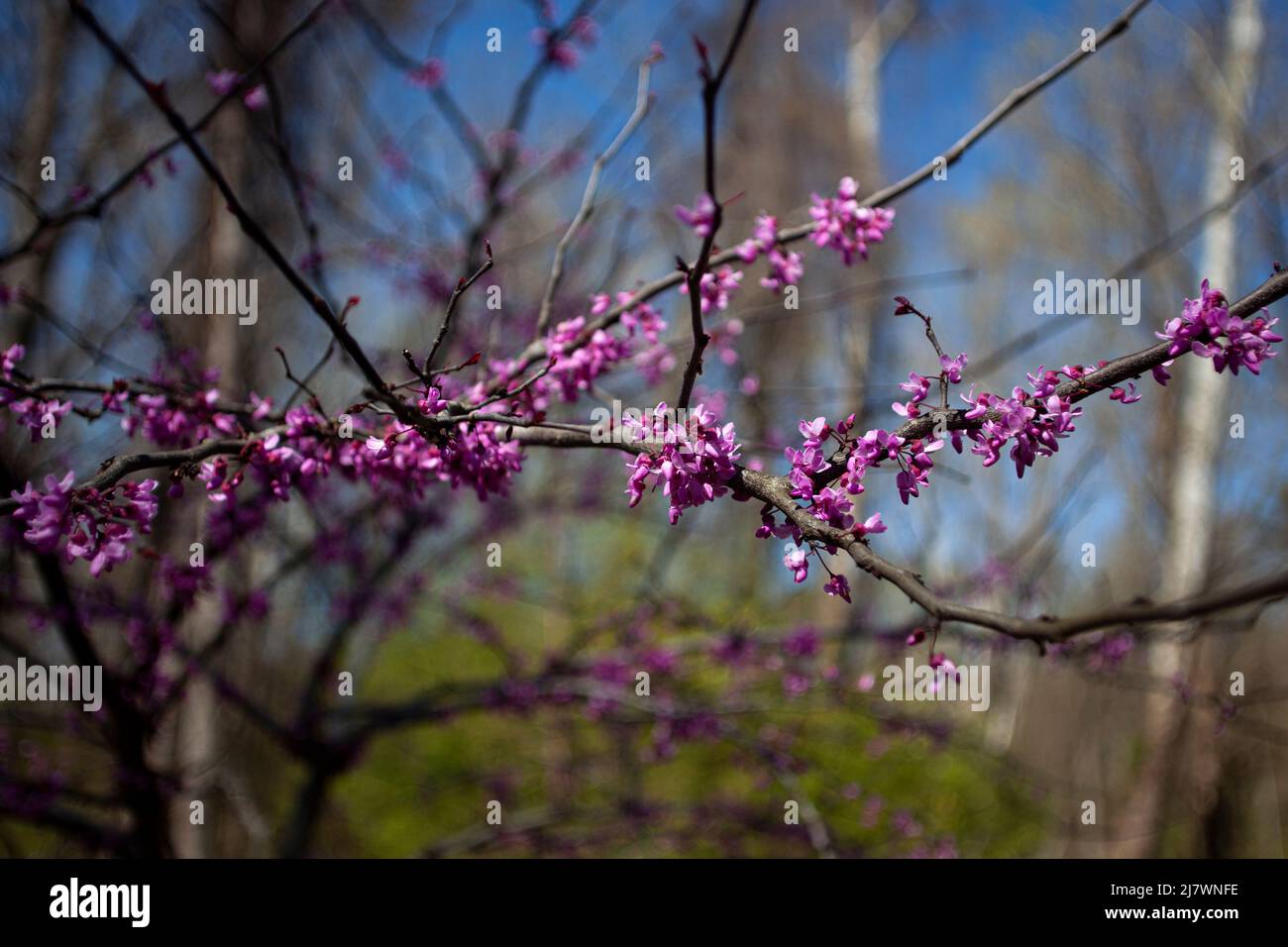 Redbud trees blooming hi-res stock photography and images - Alamy