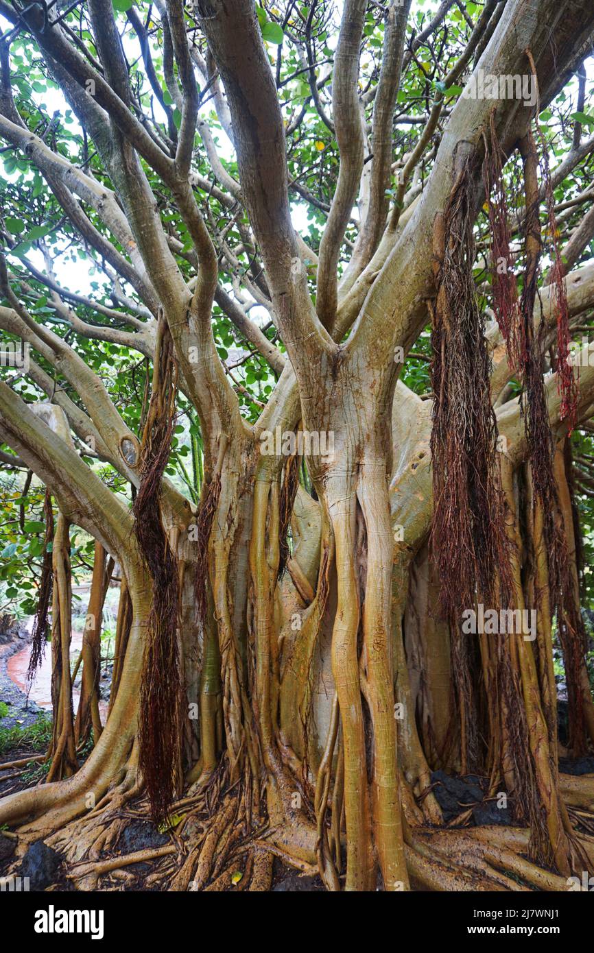 Ficus vasta hi-res stock photography and images - Alamy