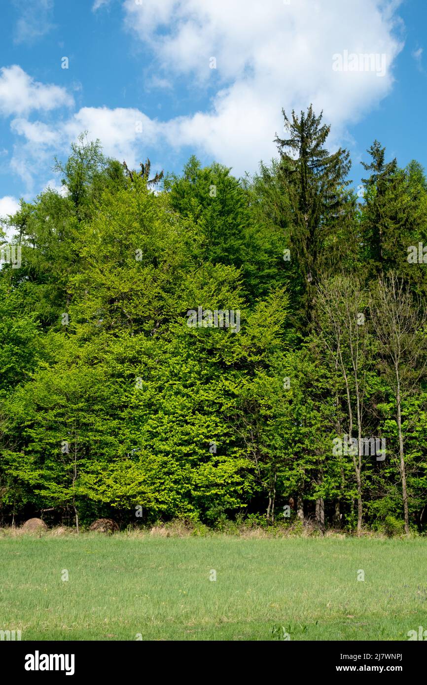 Beautiful nature at spring in the green forest Stock Photo - Alamy