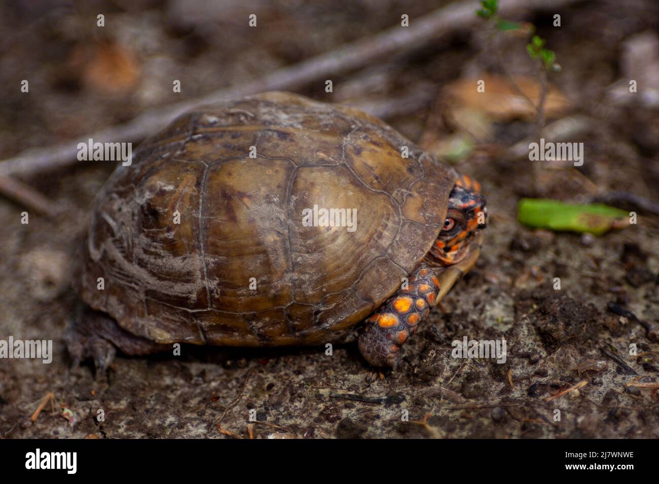 Eastern mud turtle hi-res stock photography and images - Alamy