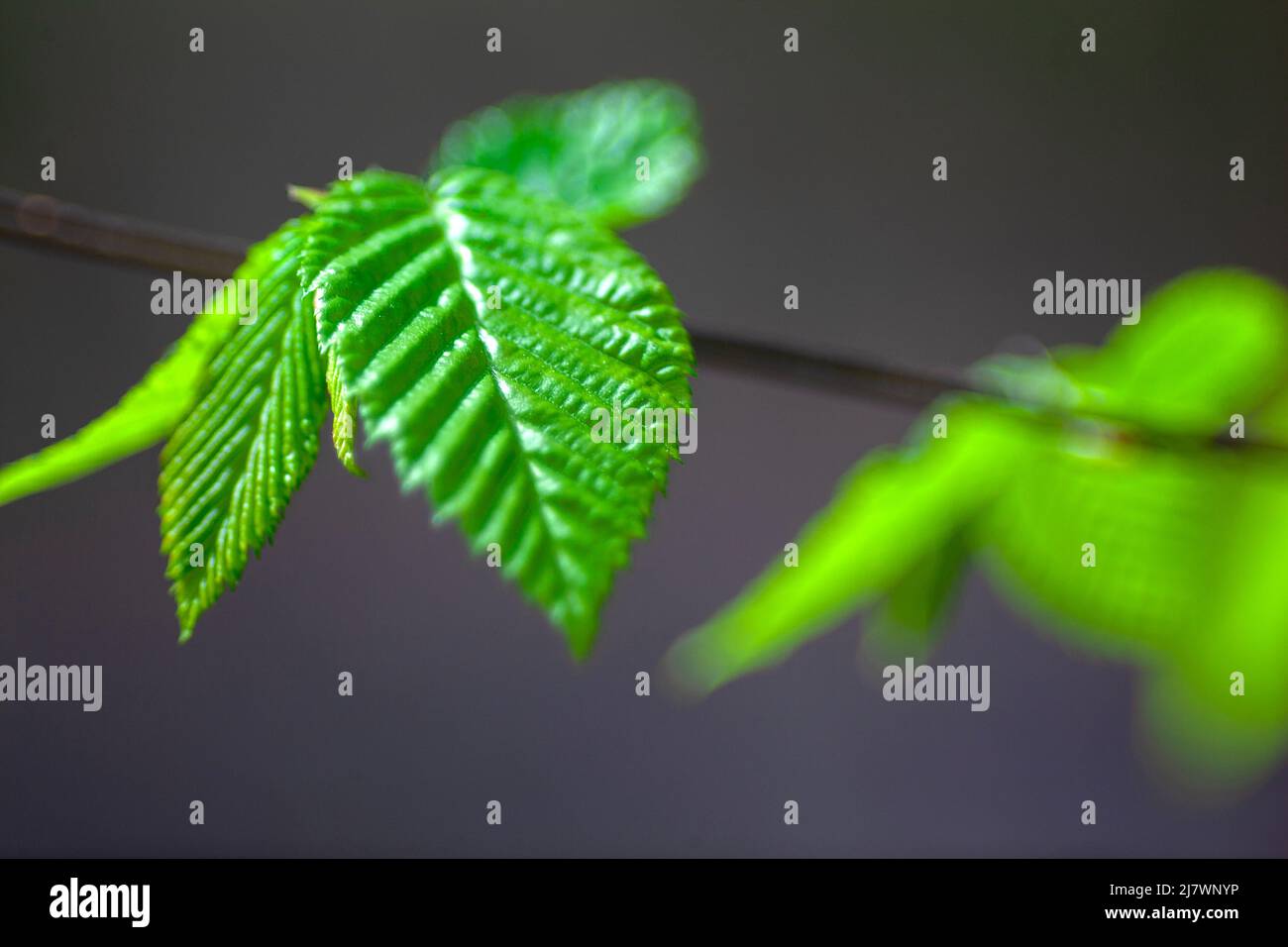 Back lit Green leaves sprouting in spring Stock Photo - Alamy