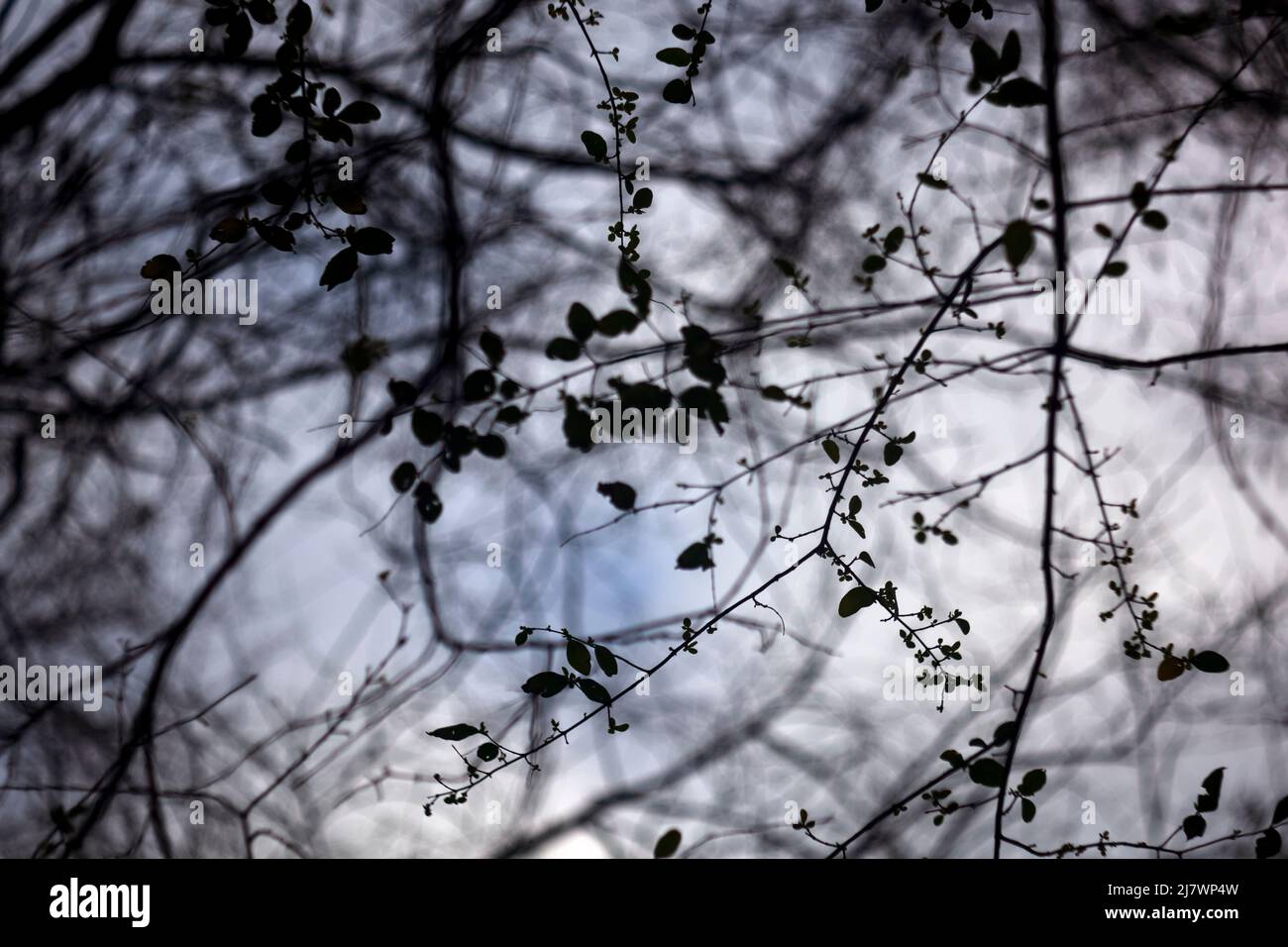Looking up to tree branches hi-res stock photography and images - Alamy