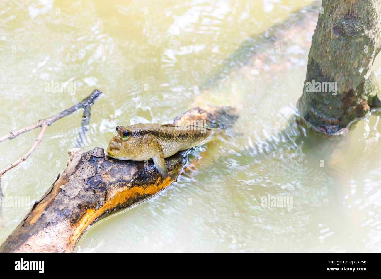 The Muskipper Amphibious fish in mangrove forest.Thailand Stock Photo ...