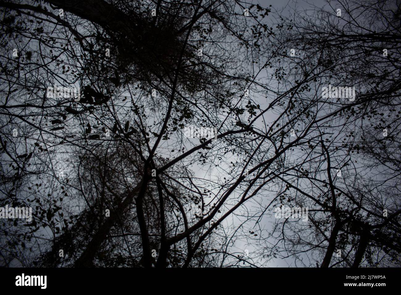 Looking up to tree branches hi-res stock photography and images - Alamy