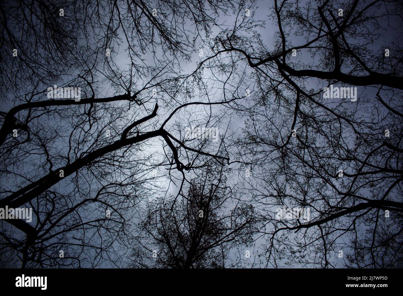 Looking up to tree branches hi-res stock photography and images - Alamy