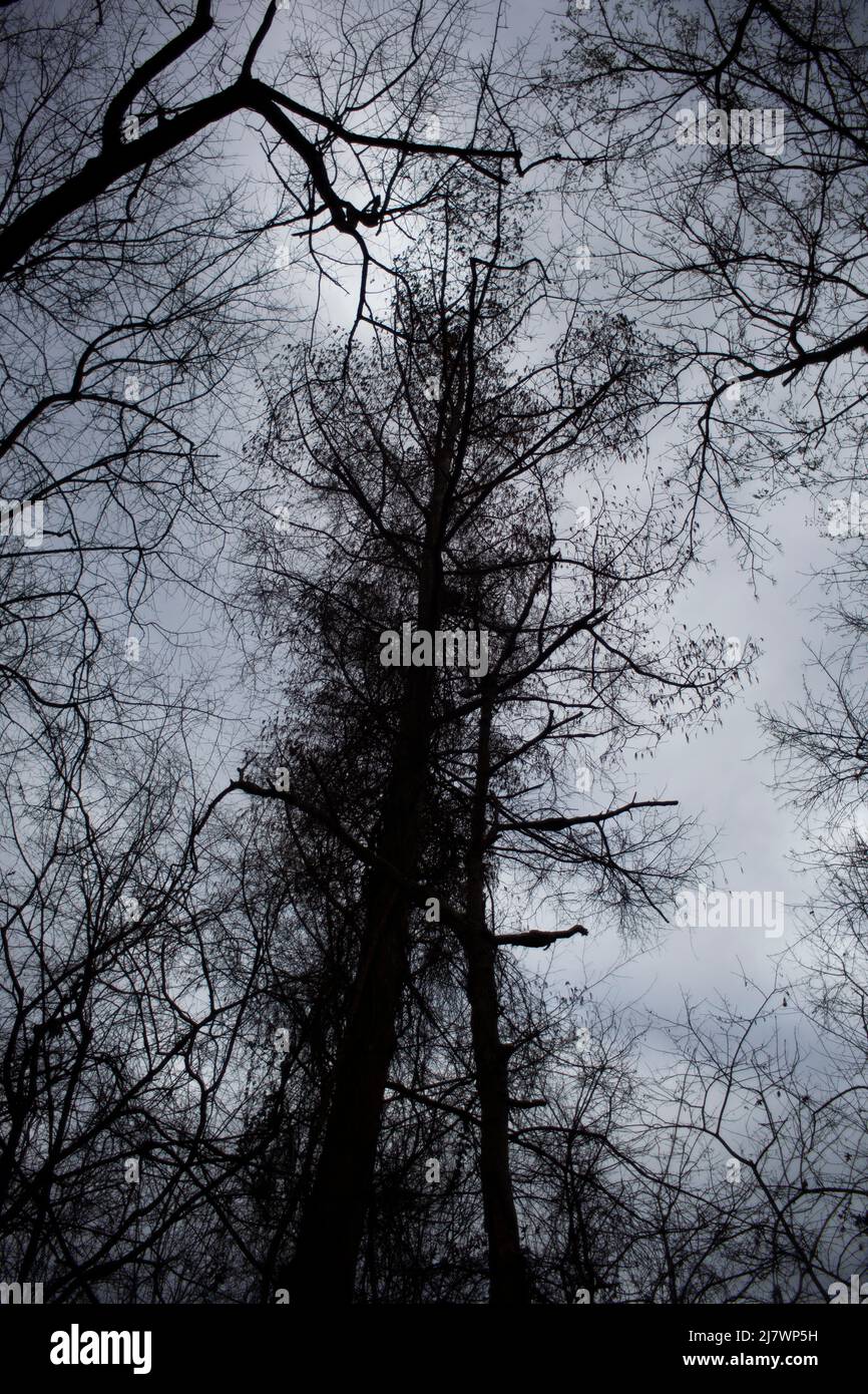 Looking up to tree branches hi-res stock photography and images - Alamy