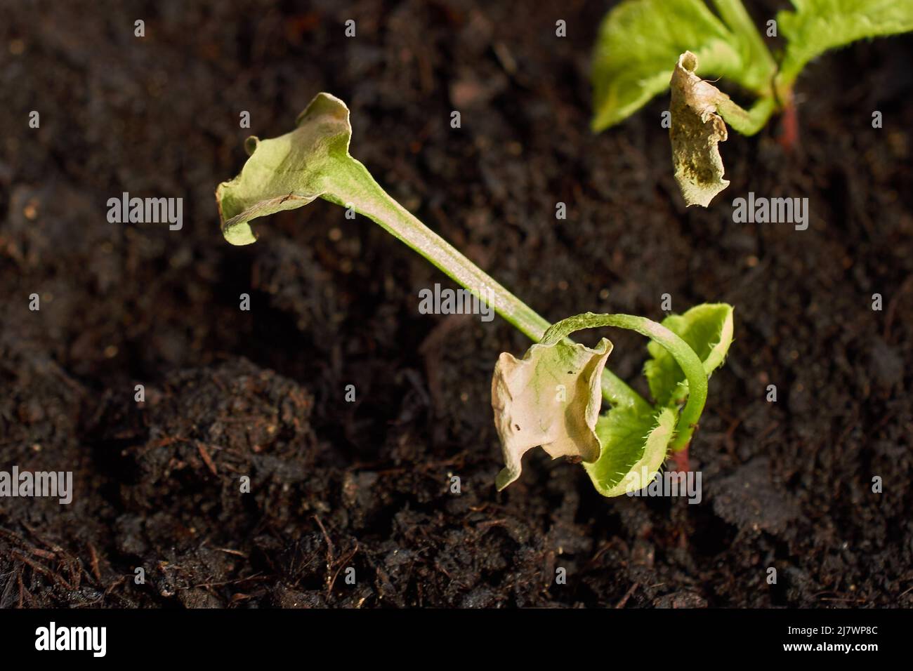 Vegetable garden on the window. A wilted radish sprout Stock Photo - Alamy