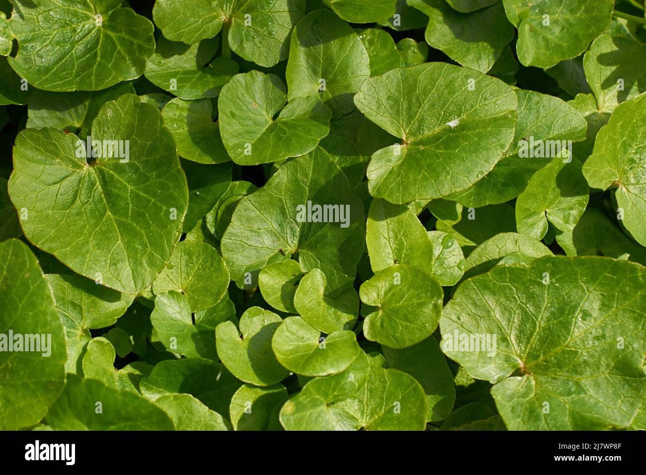 Natural textured background of green leaves. Top view Stock Photo - Alamy