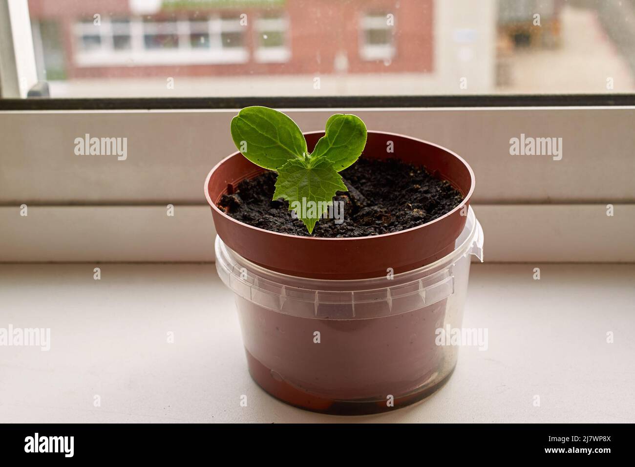 Vegetable garden on the window. Cucumber sprout in a pot on the ...