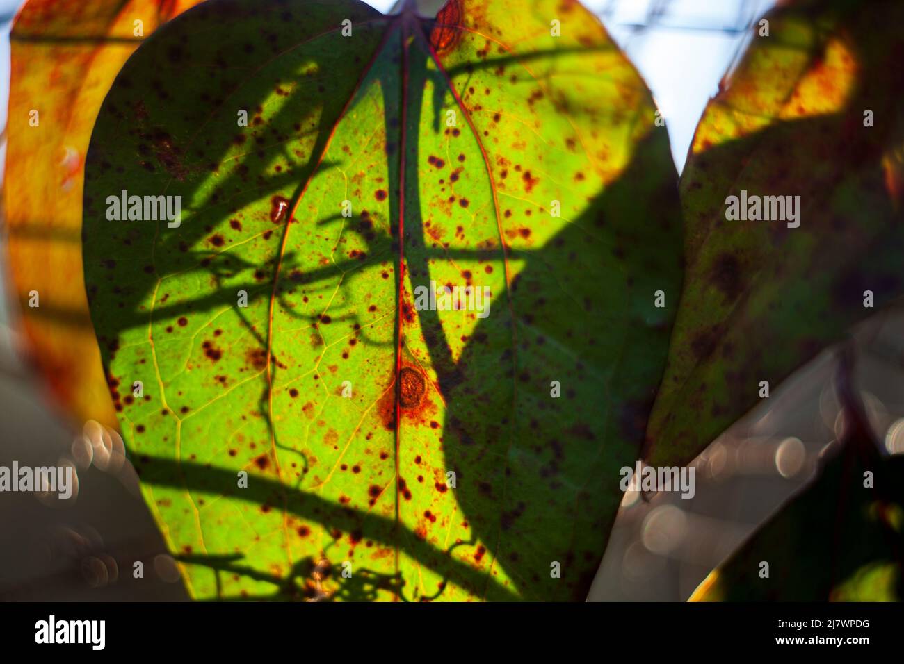 Back lit leaves hanging on a tree Stock Photo - Alamy