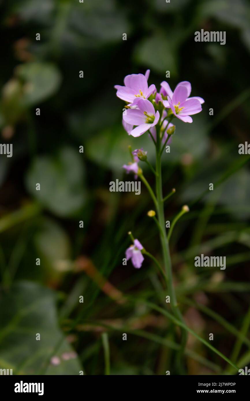 Little purple flowers Stock Photo - Alamy