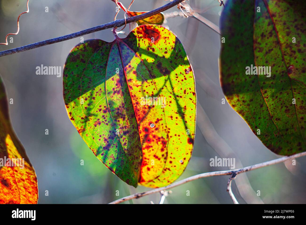 Back lit leaves hanging on a tree Stock Photo - Alamy