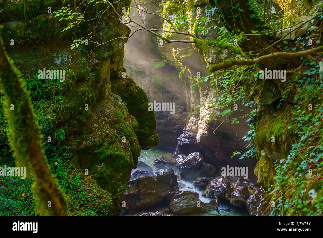 Green ravine with clean river Stock Photo - Alamy