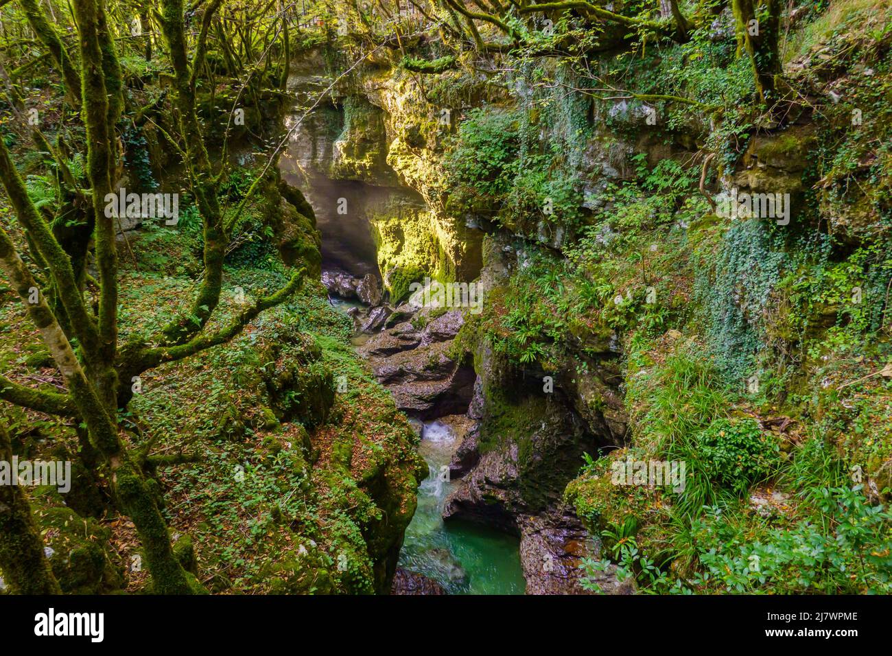 Green ravine with clean river Stock Photo - Alamy