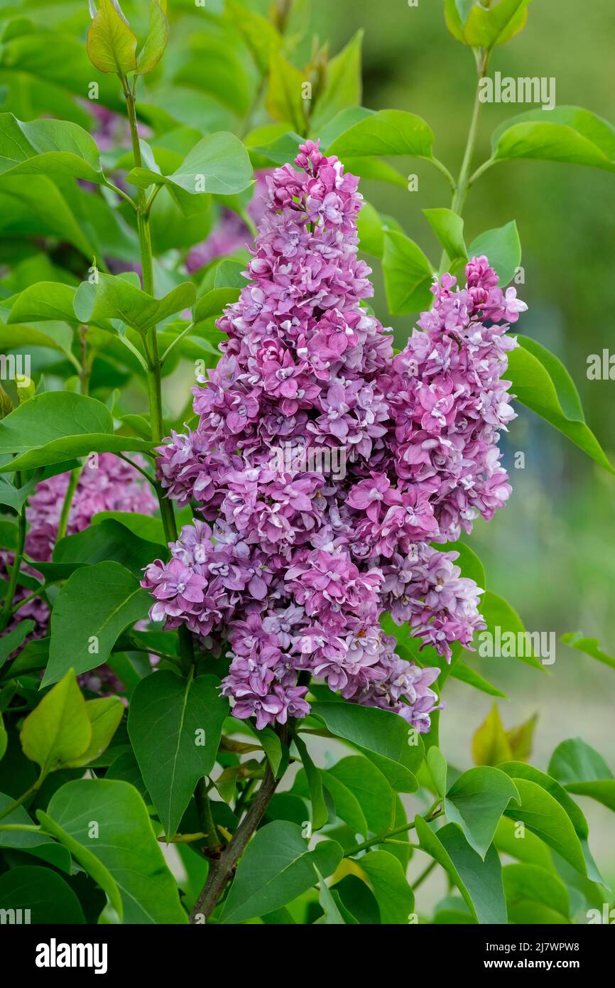 Syringa vulgaris 'Olive May Cummings'. Red-purple flowers in late ...