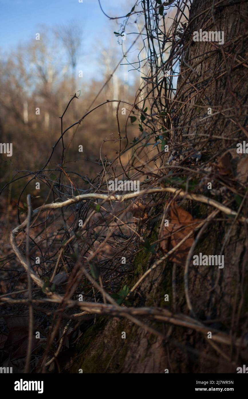 Tree in fall with vines wrapping around Stock Photo - Alamy