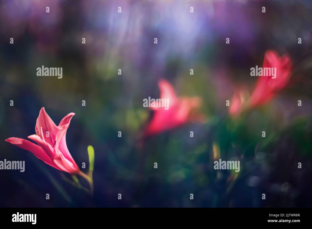 Photo of pink tiger lily flowers with beautiful bokeh Stock Photo - Alamy