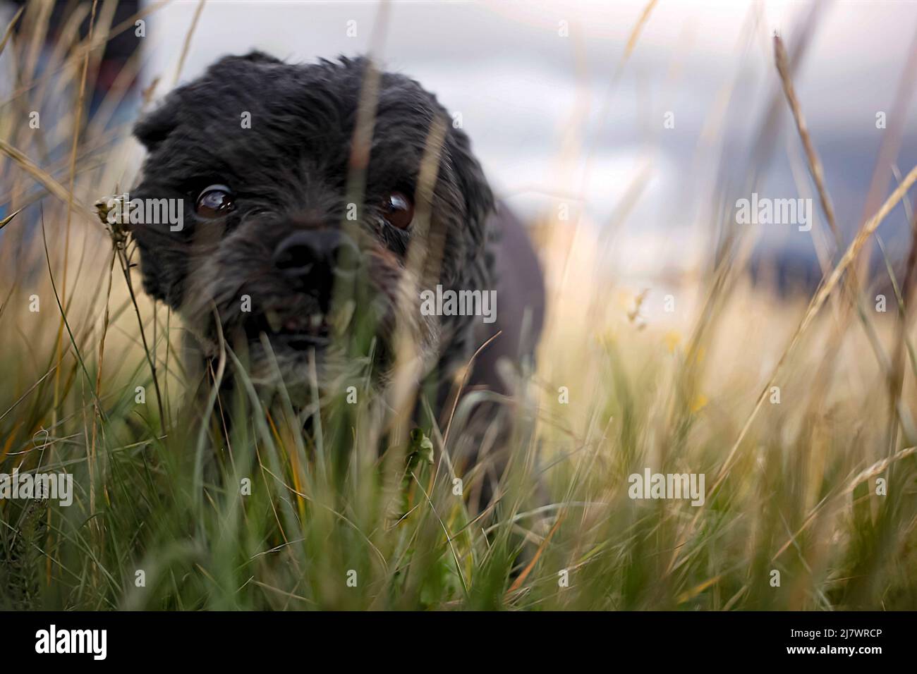 Angry little dog walking in the grass Stock Photo - Alamy