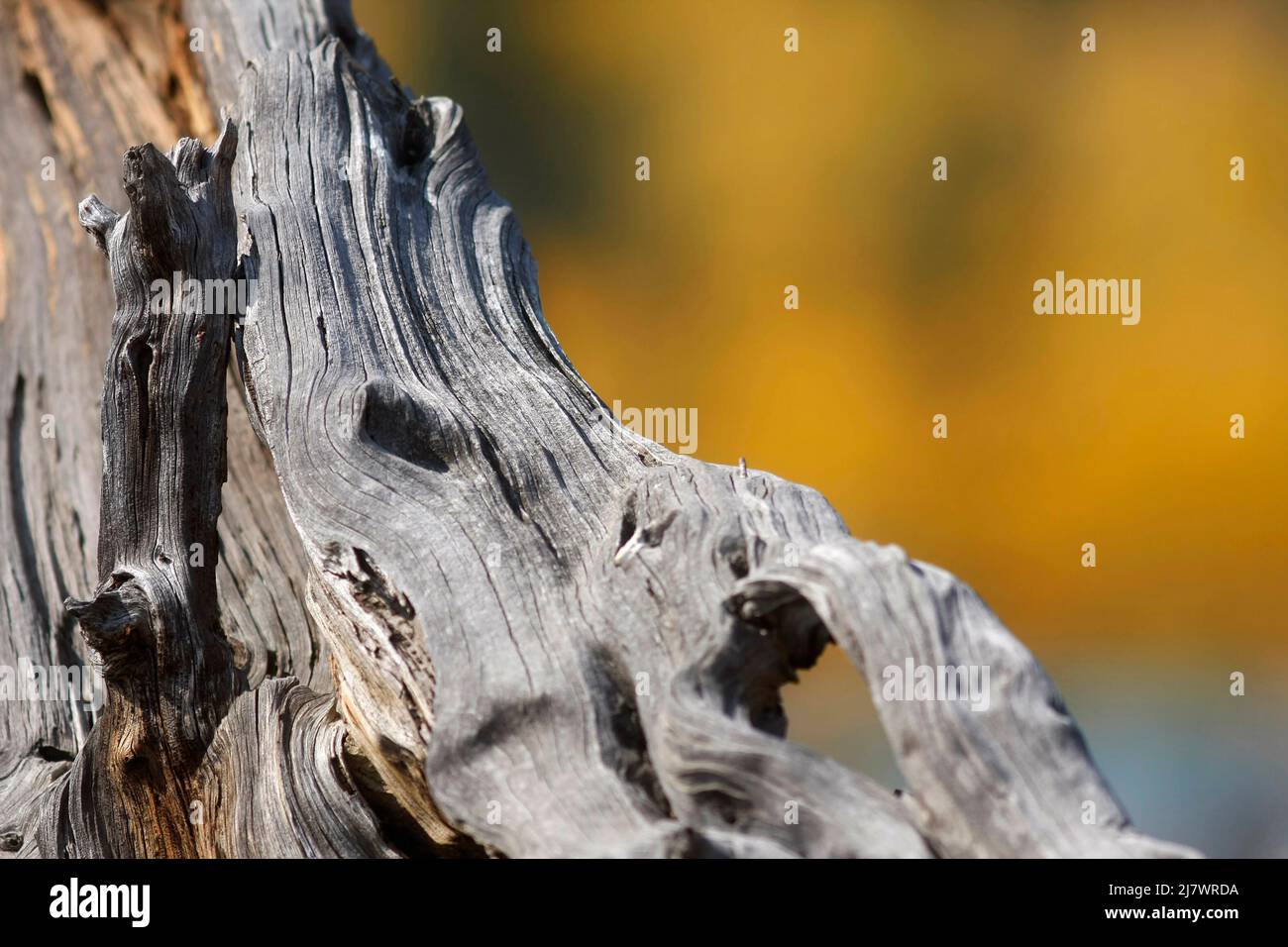 Old Twisted tree with yellow background Stock Photo - Alamy
