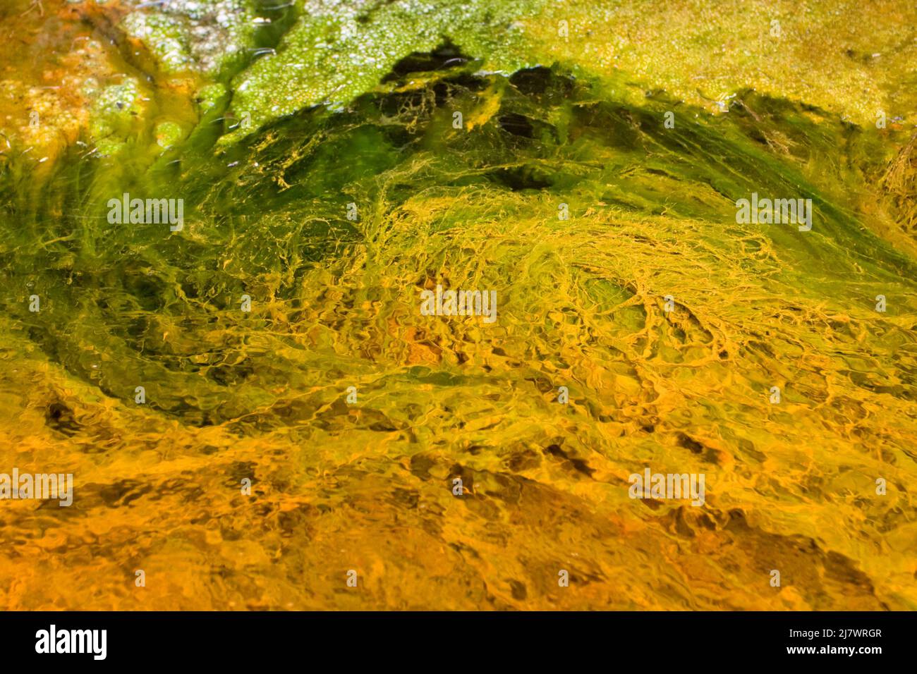 Green, Orange, and Rusty colored Algae in water Stock Photo - Alamy