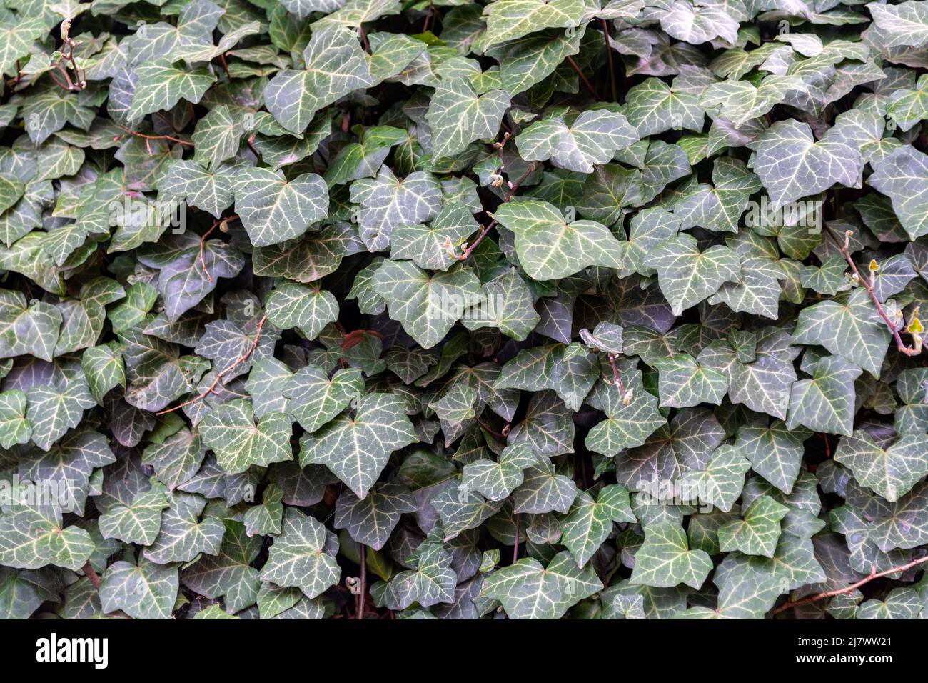 Ivy background. A wall of common ivy in the garden. European ivy ...