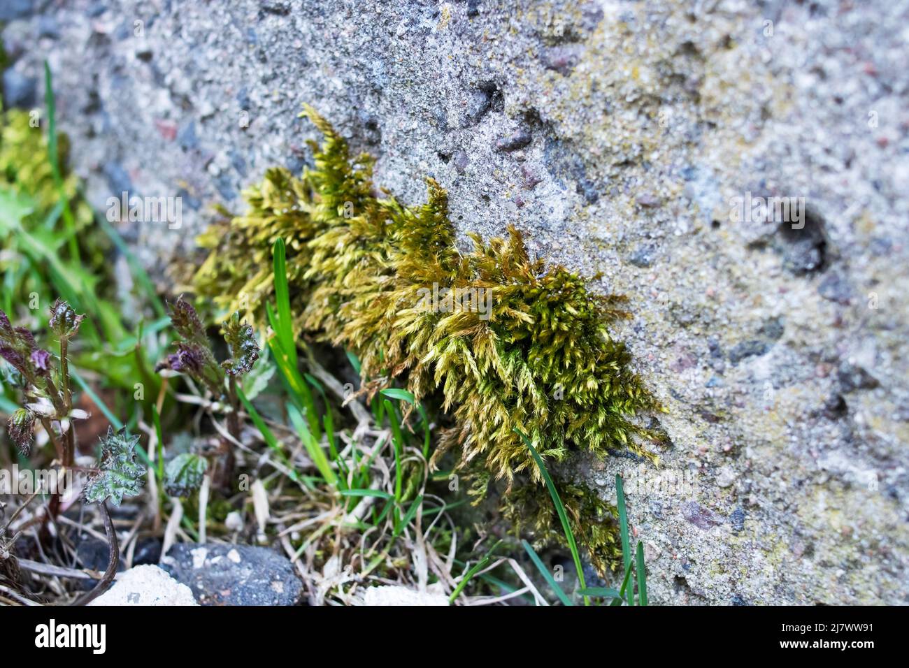 Concrete Wall with Texture Scars and Moss Green Algae , Texture ...