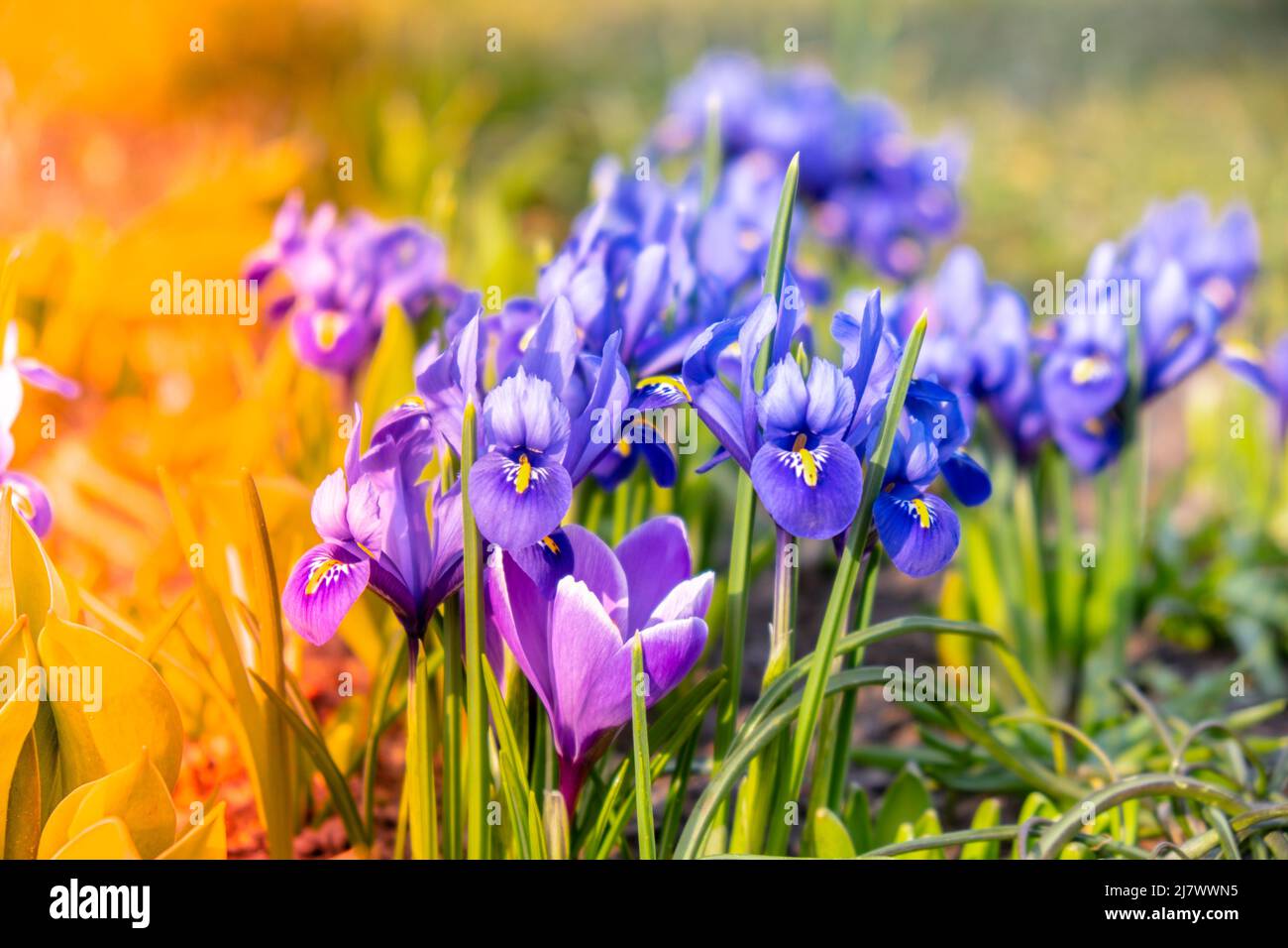 Bright colorful spring crocuses close-up. Blue flowers Iris versicolor ...