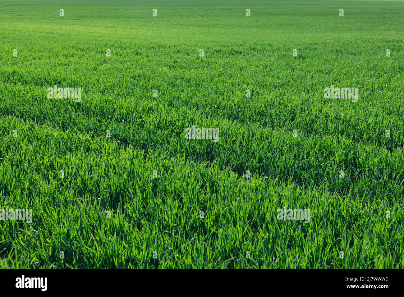 Fresh, juicy and green grassy field in spring. Beautiful background ...