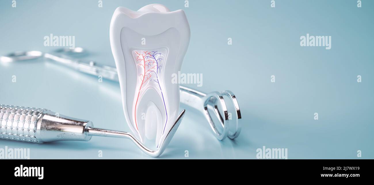 Anatomy of a molar tooth - 3D Rendering Stock Photo - Alamy