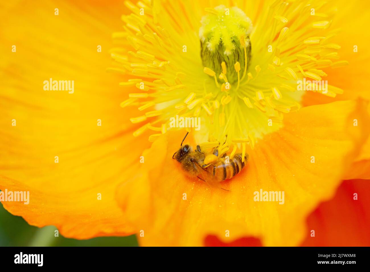 Bee Gathering Pollen on Poppies Blossom Stock Photo - Alamy